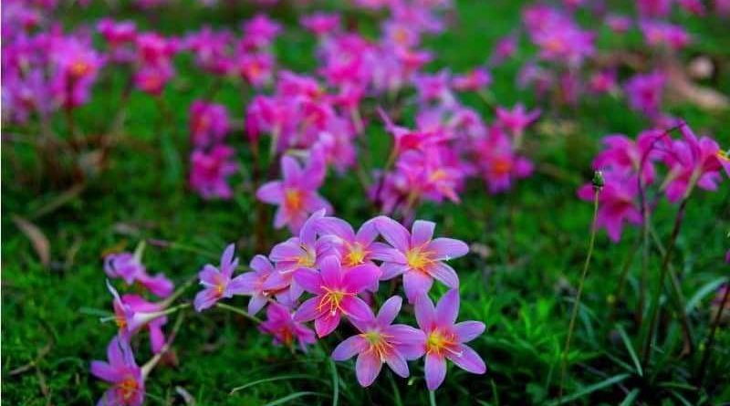 भोजपुरमा आम्दानीको स्रोत बन्दै वन लसुन, के हो वन लसुन ? | Investopaper