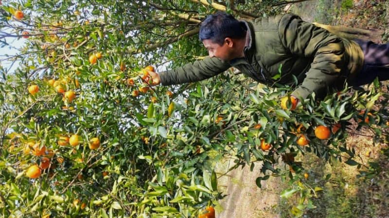 प्रविधियुक्त सुन्तला बगैँचा व्यवस्थापनले किसानमा उत्साह | Investopaper
