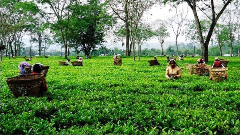 रासायनिक मल उपलब्ध गराउन चिया उद्योगीको माग | Investopaper
