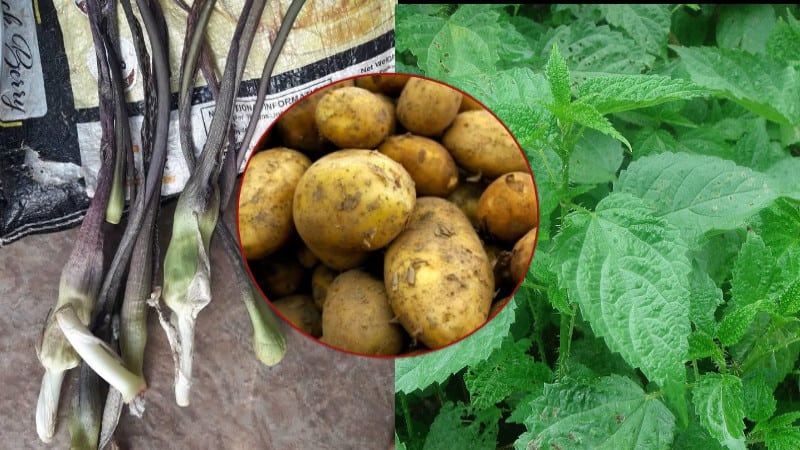 पहिचान बन्दै सिस्नोकाे पाउडर, बाँकोकाे गुन्द्रुक र आलु चिप्स | Investopaper